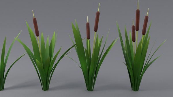 Cartoon Cattail Pack 3D model - TurboSquid 1904315