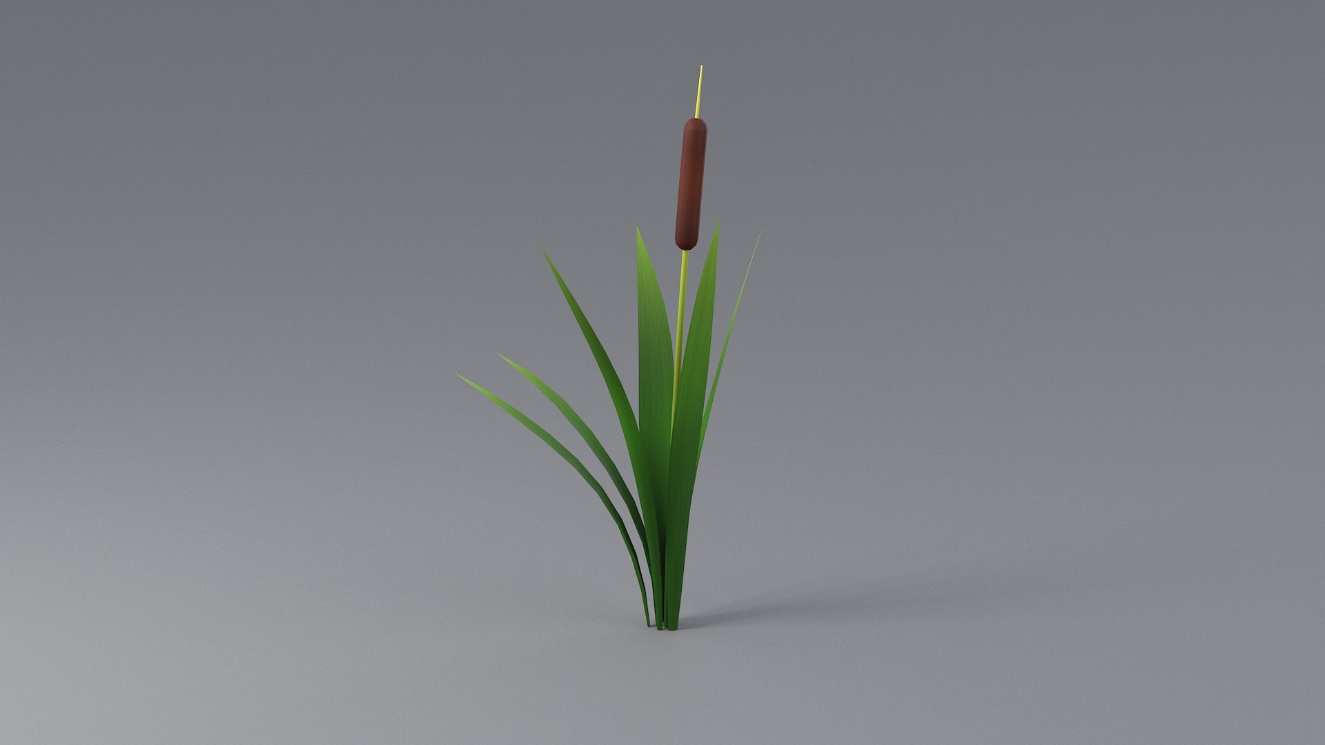 Cartoon Cattail Pack 3D Model - TurboSquid 1904315