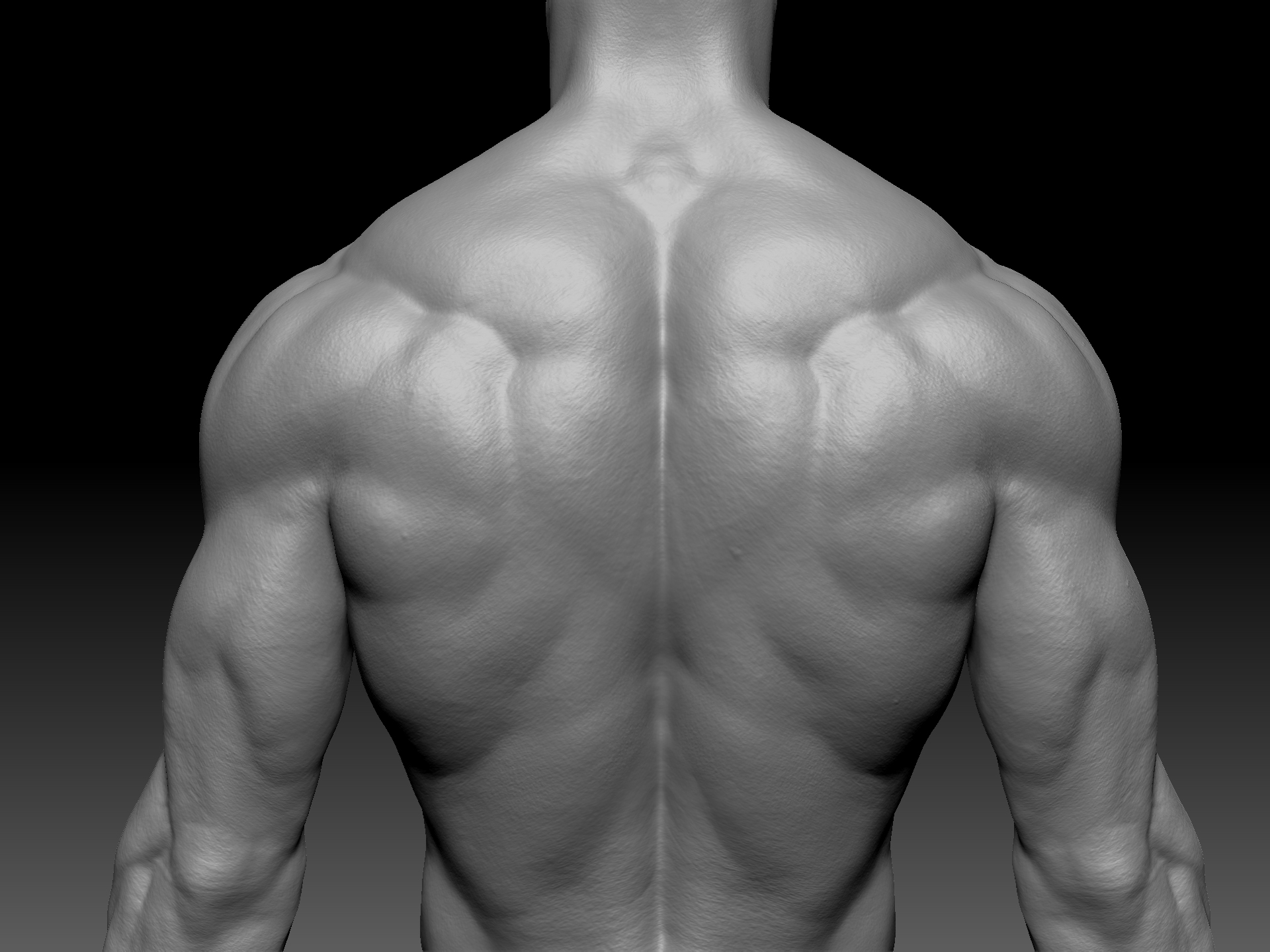 3d Male Anatomy Reference And Print Turbosquid 1791565 