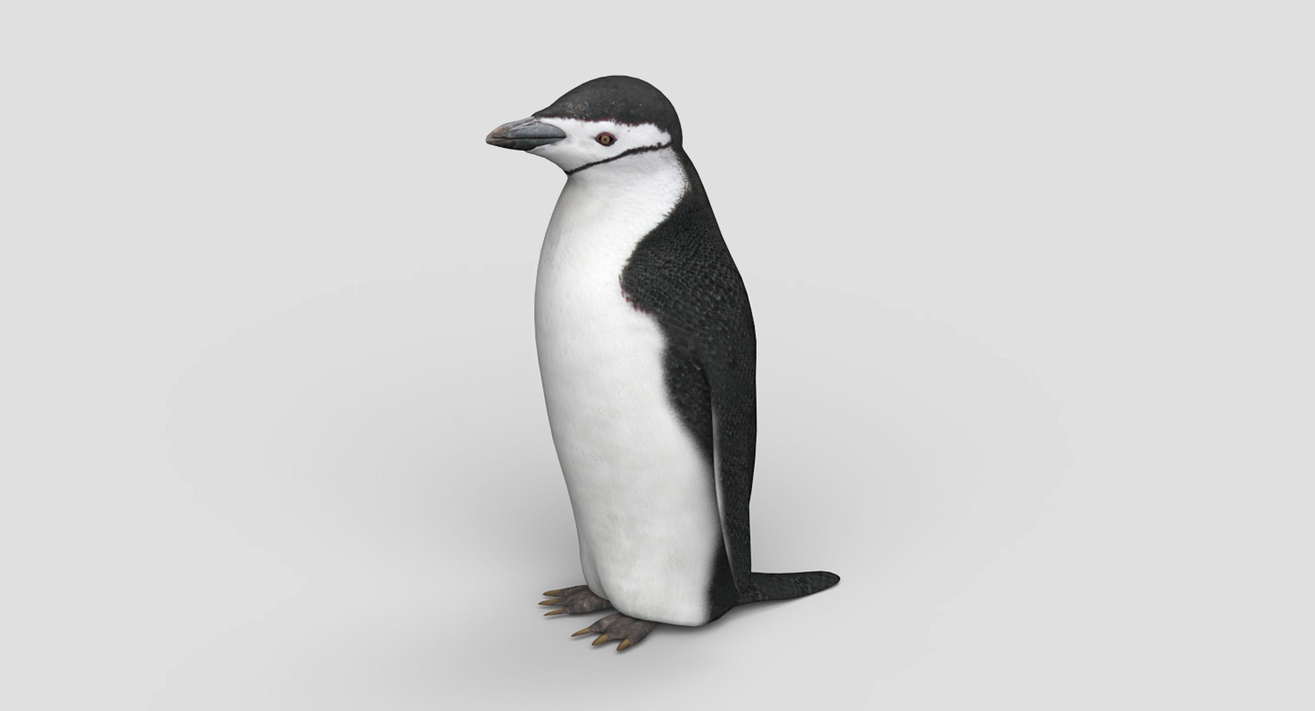 Penguin 3d Model