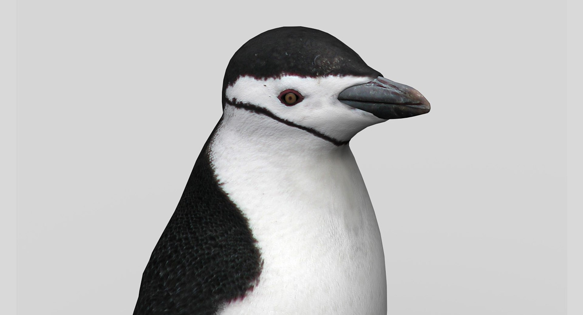 Penguin 3d Model