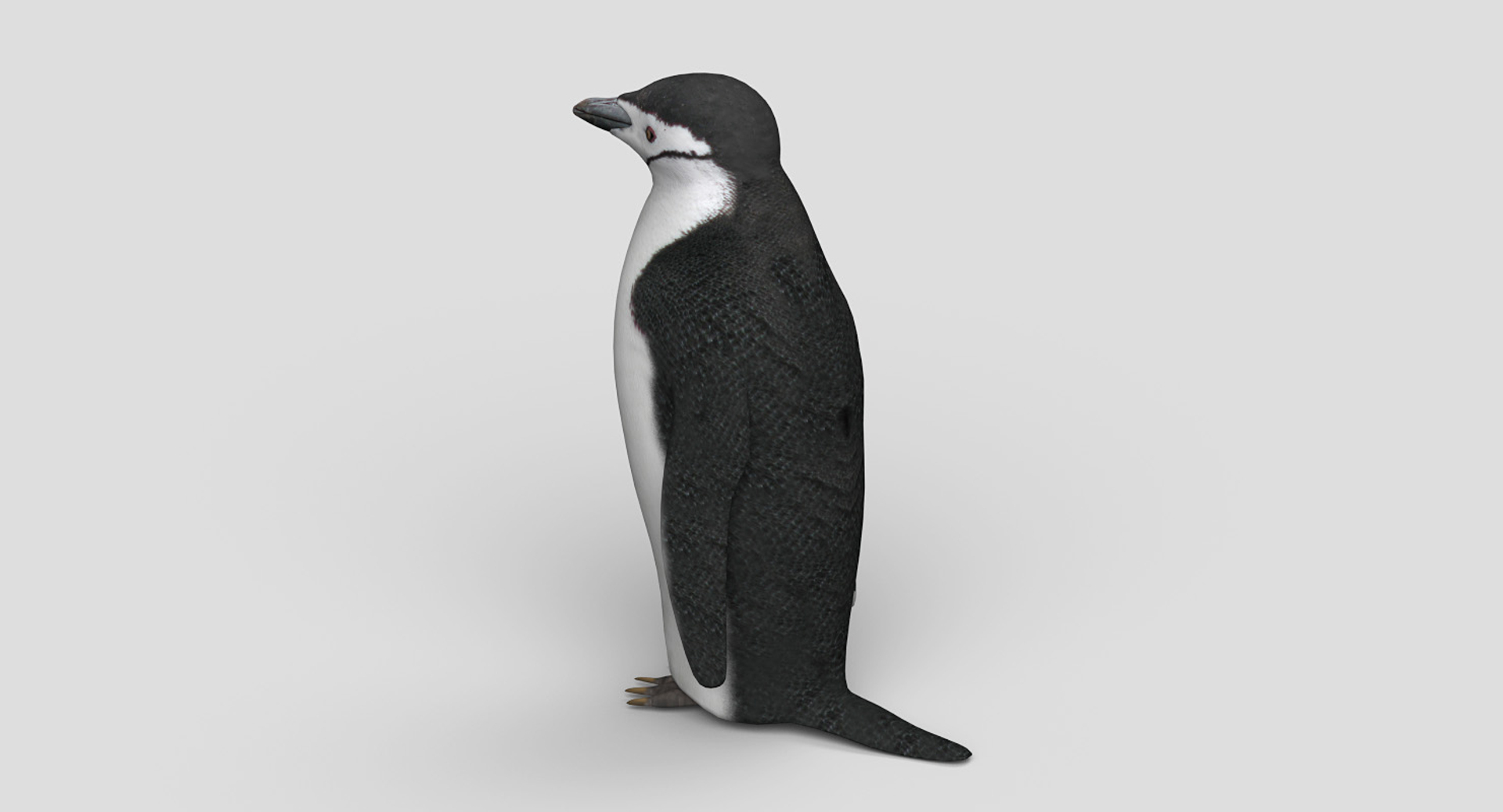 penguin 3d model