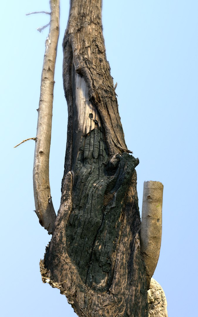 Burnt Tree Trunk 5x4k And 2x16k Textures 3D - TurboSquid 1873723