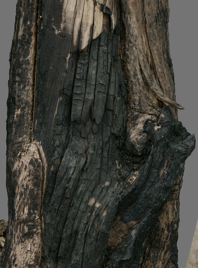 Burnt Tree Trunk 5x4k And 2x16k Textures 3D - TurboSquid 1873723