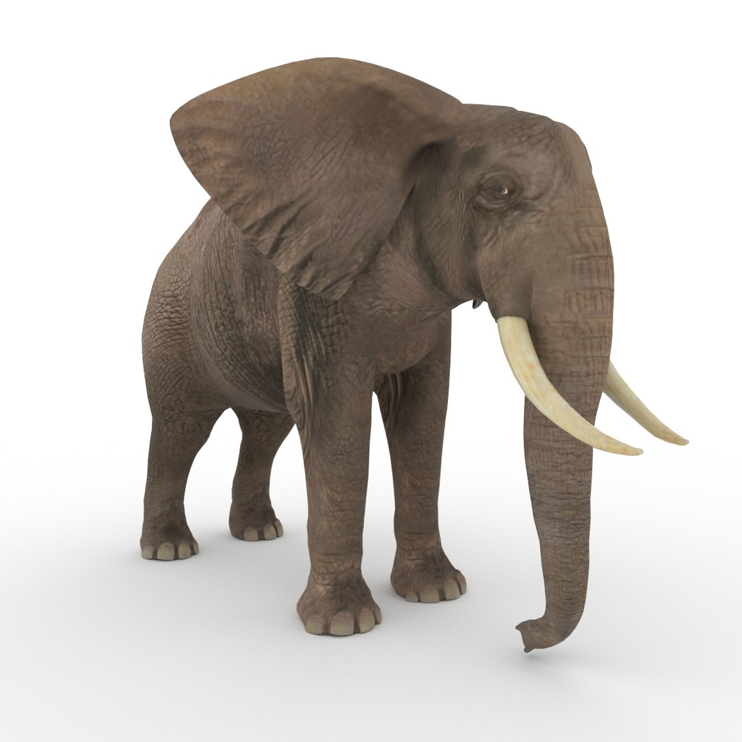3D African Elephant - TurboSquid 1925050