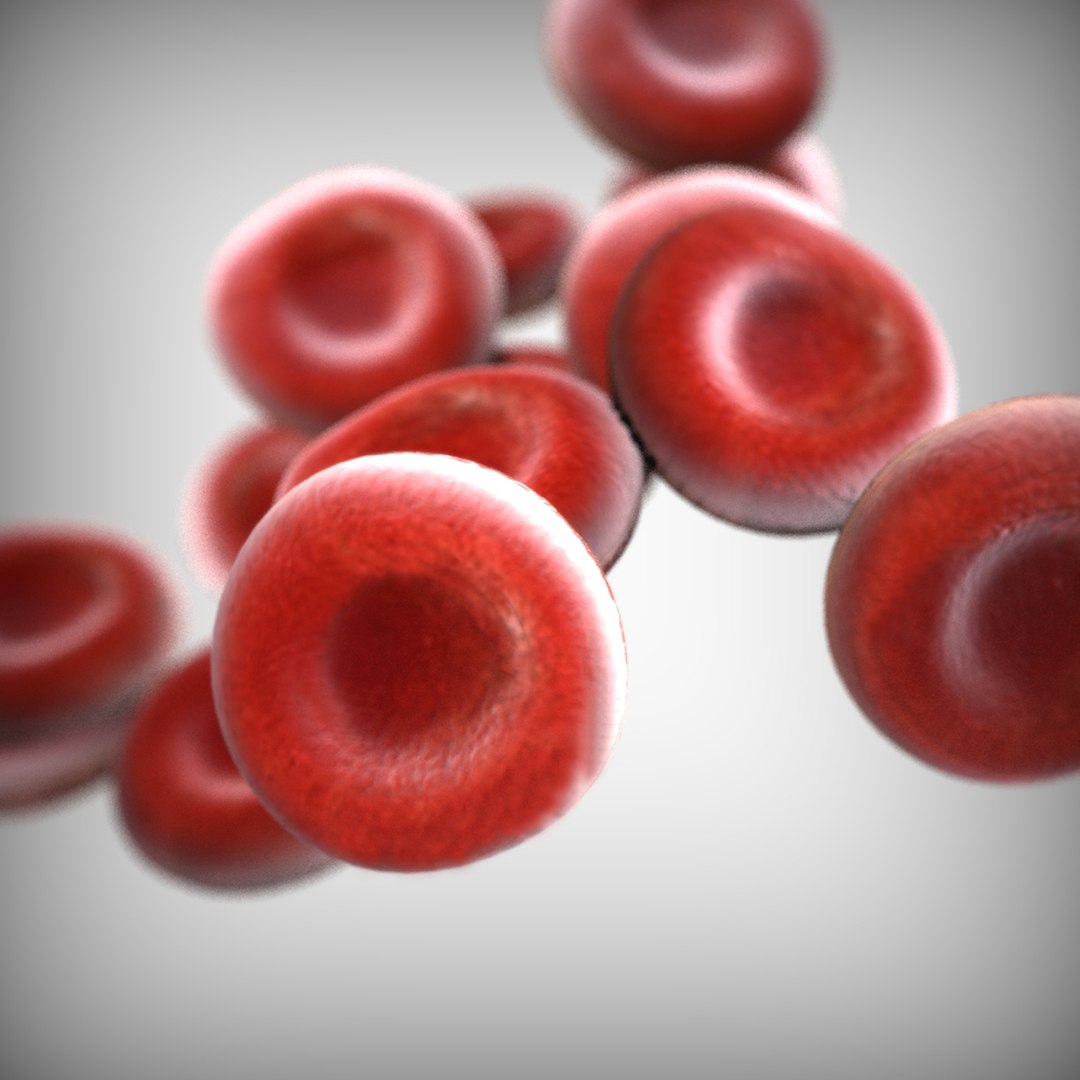 Human Blood Cells Model - TurboSquid 1519895