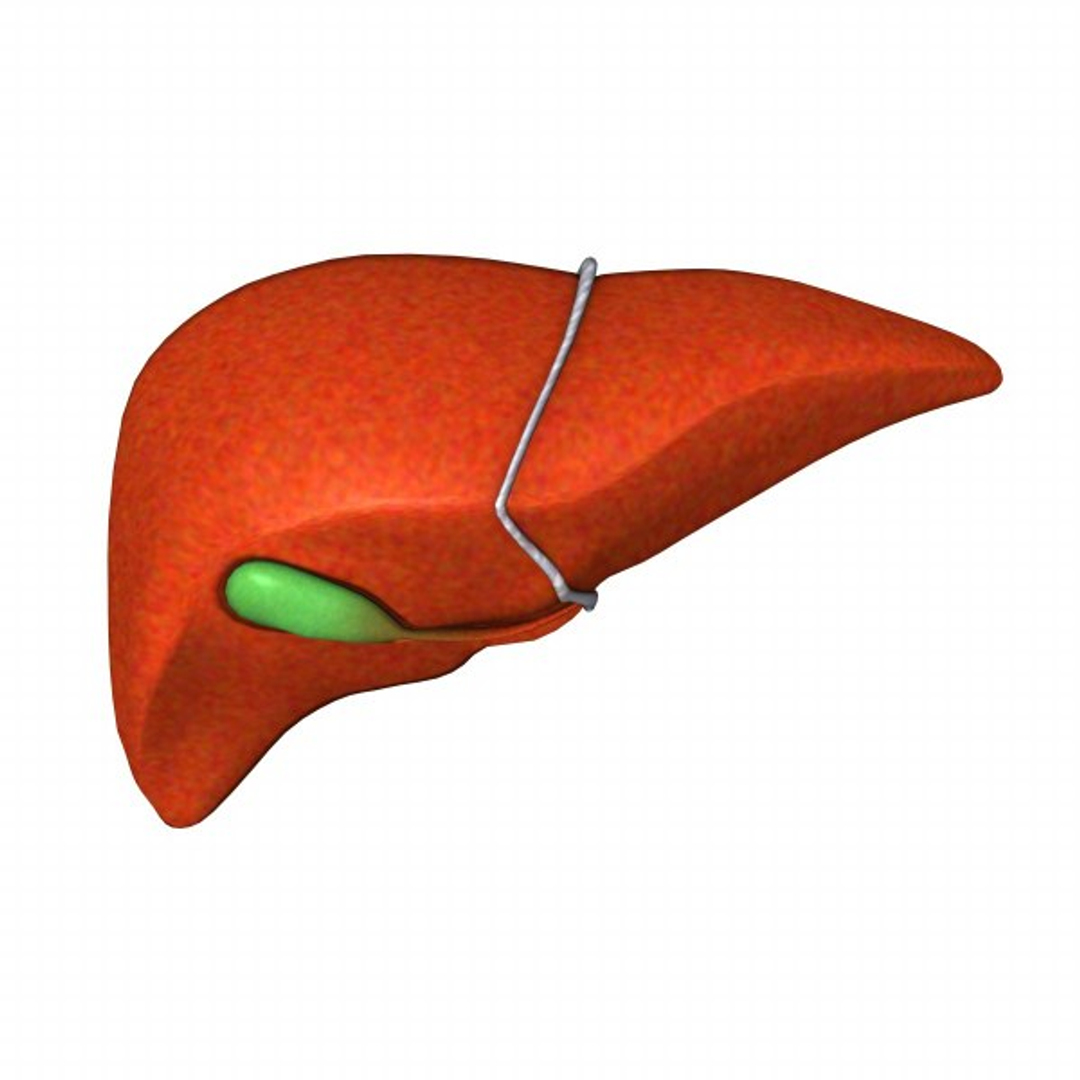 liver 3d model