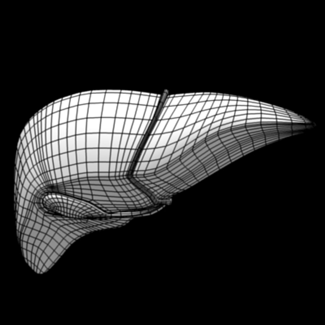 Liver 3d Model