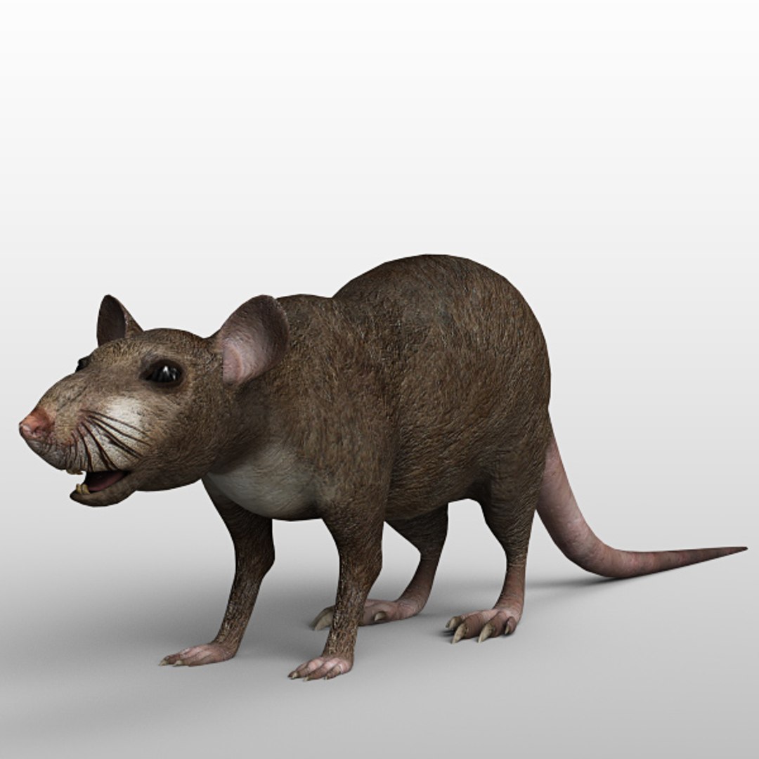 Max Rat