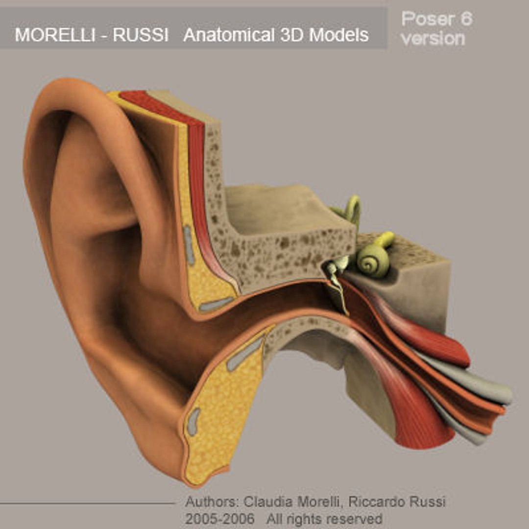 Ear Poser6 3d Model