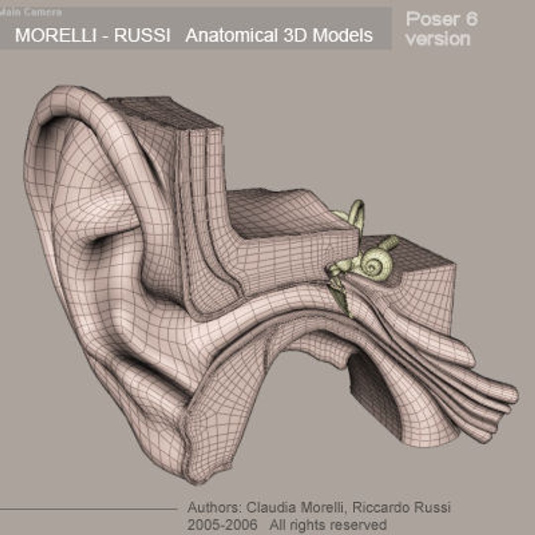 Ear Poser6 3d Model