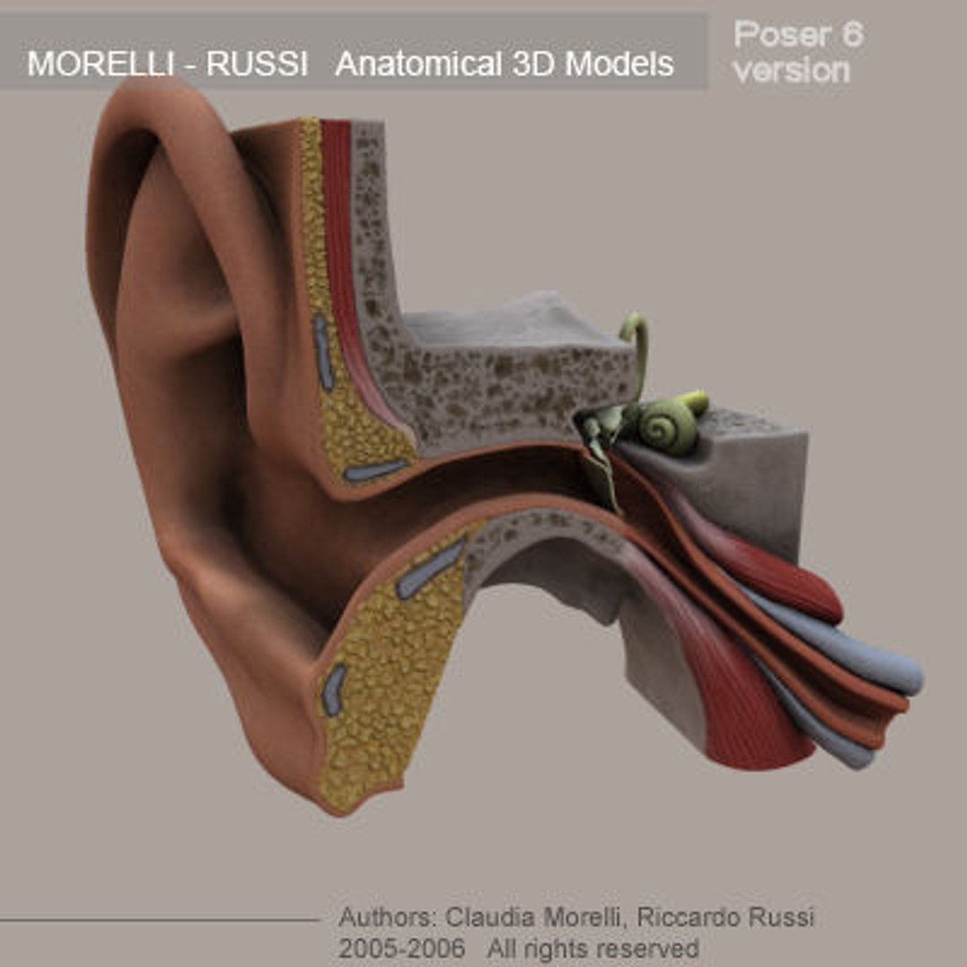 Ear Poser6 3d Model