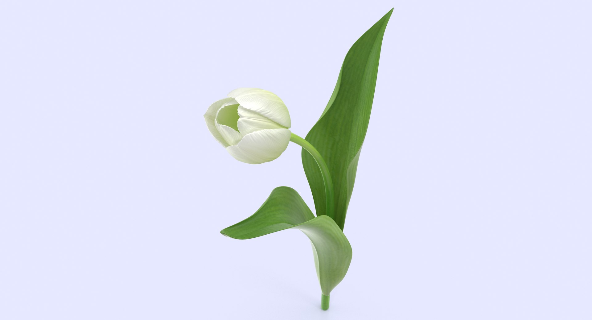 Tulip Flower 3d Model