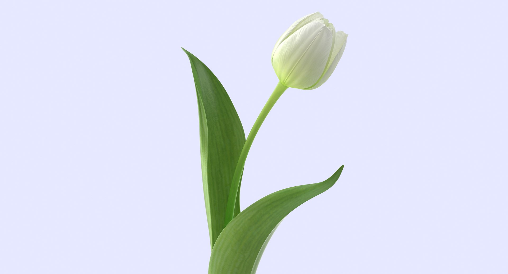 Tulip Flower 3d Model