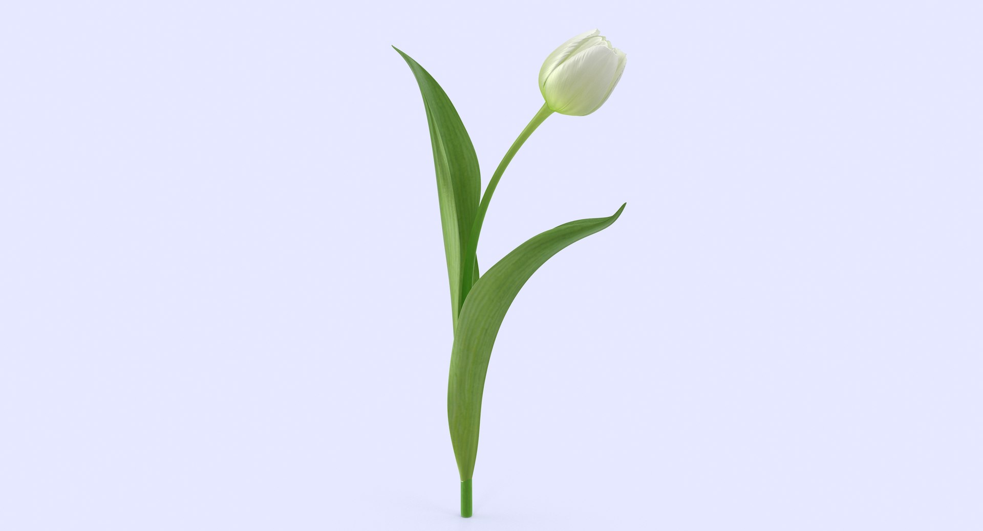 Tulip Flower 3d Model