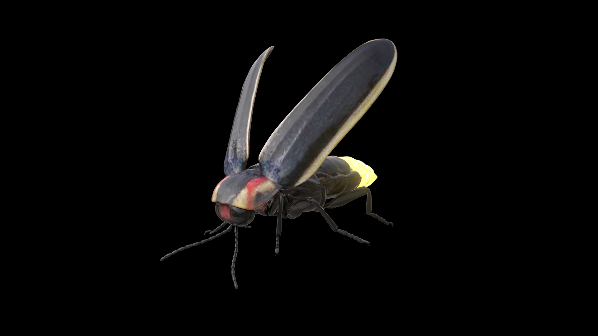 Animated Glowing FireFly Bug 3D - TurboSquid 2095861