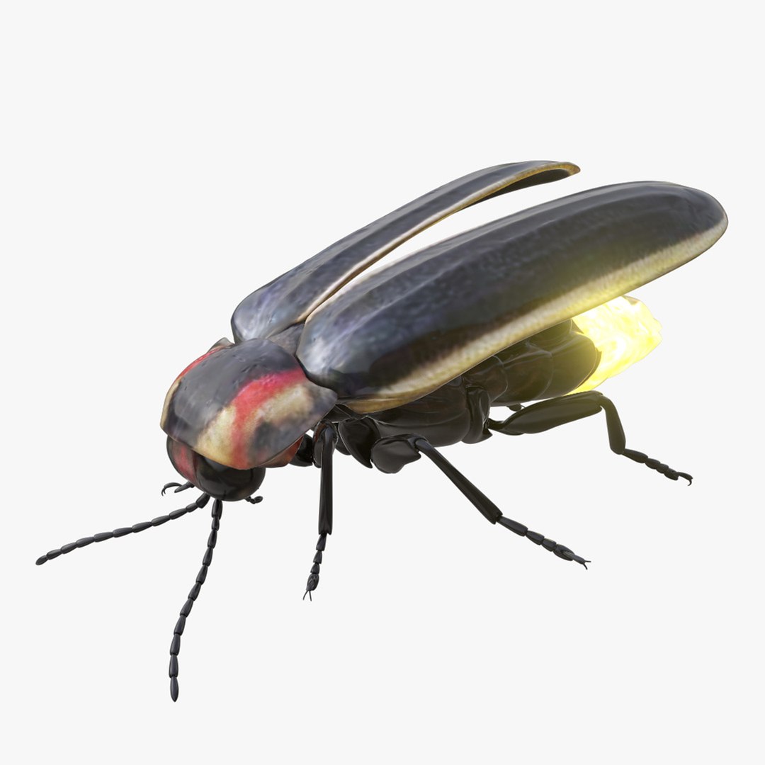 Animated Glowing FireFly Bug 3D - TurboSquid 2095861
