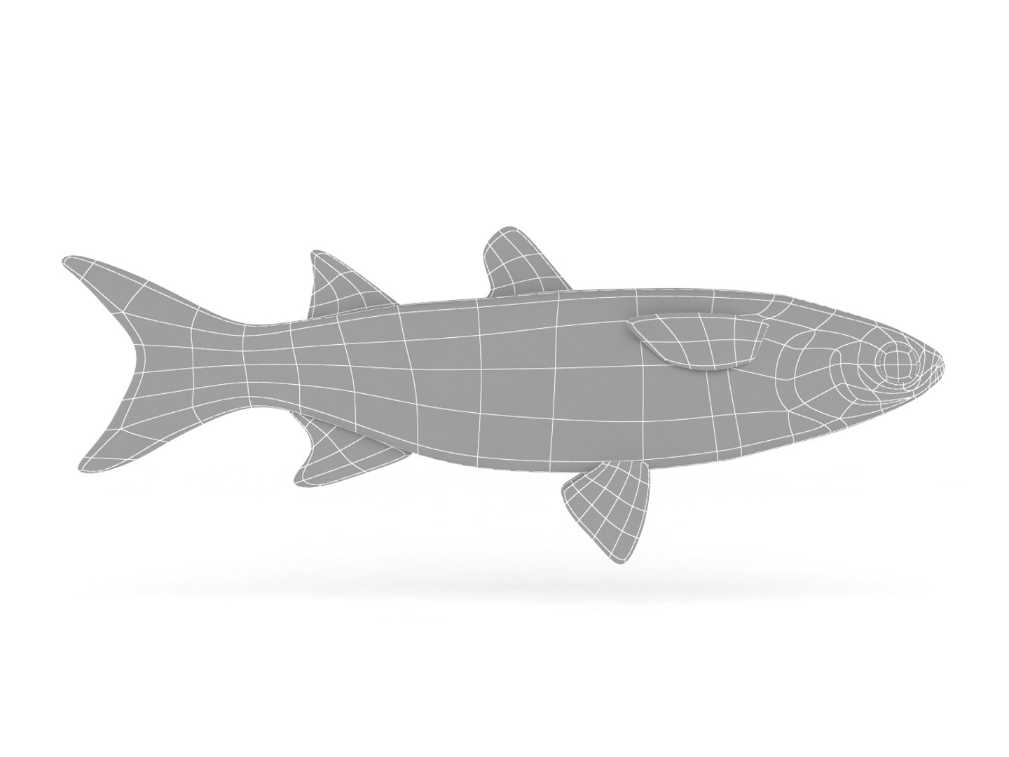 Fish Mullet 3D - TurboSquid 1640507