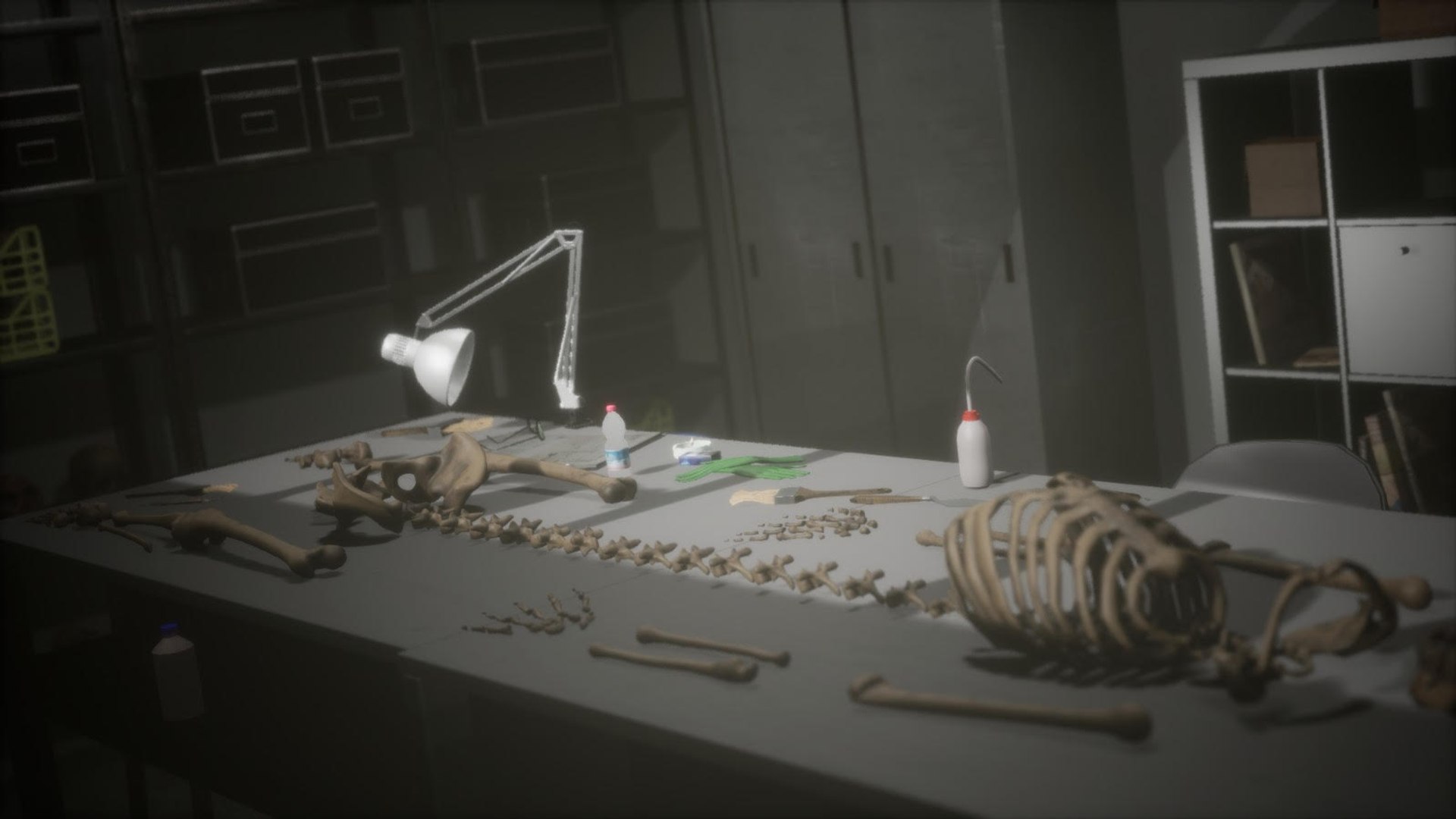 Anthropologist - Lab Pack - Blender And FBX 3D Model - TurboSquid 1729043