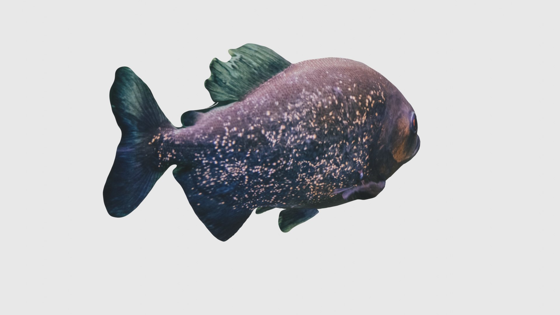 Low Poly Piranha Rigged With Realistic Texture Model - TurboSquid 1876076