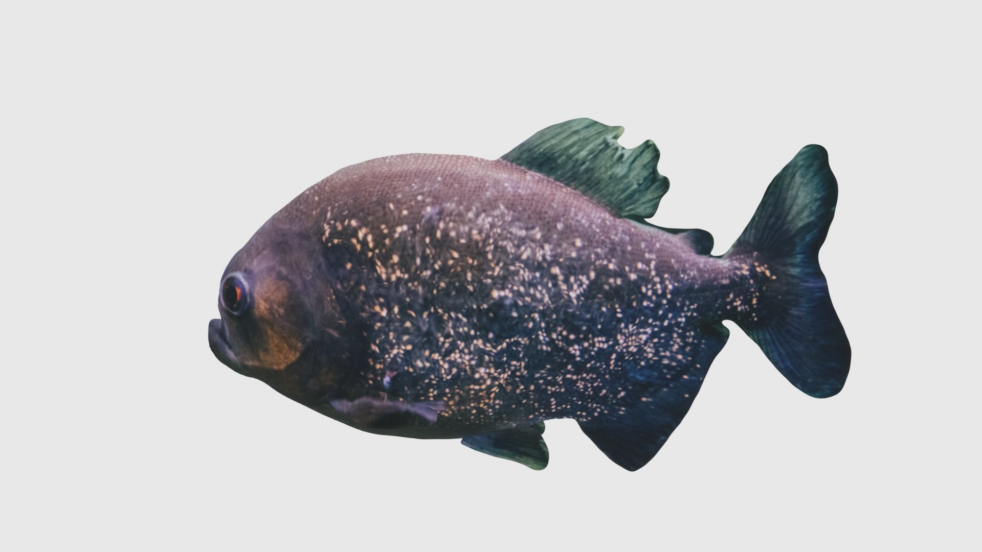Low Poly Piranha Rigged With Realistic Texture Model - TurboSquid 1876076