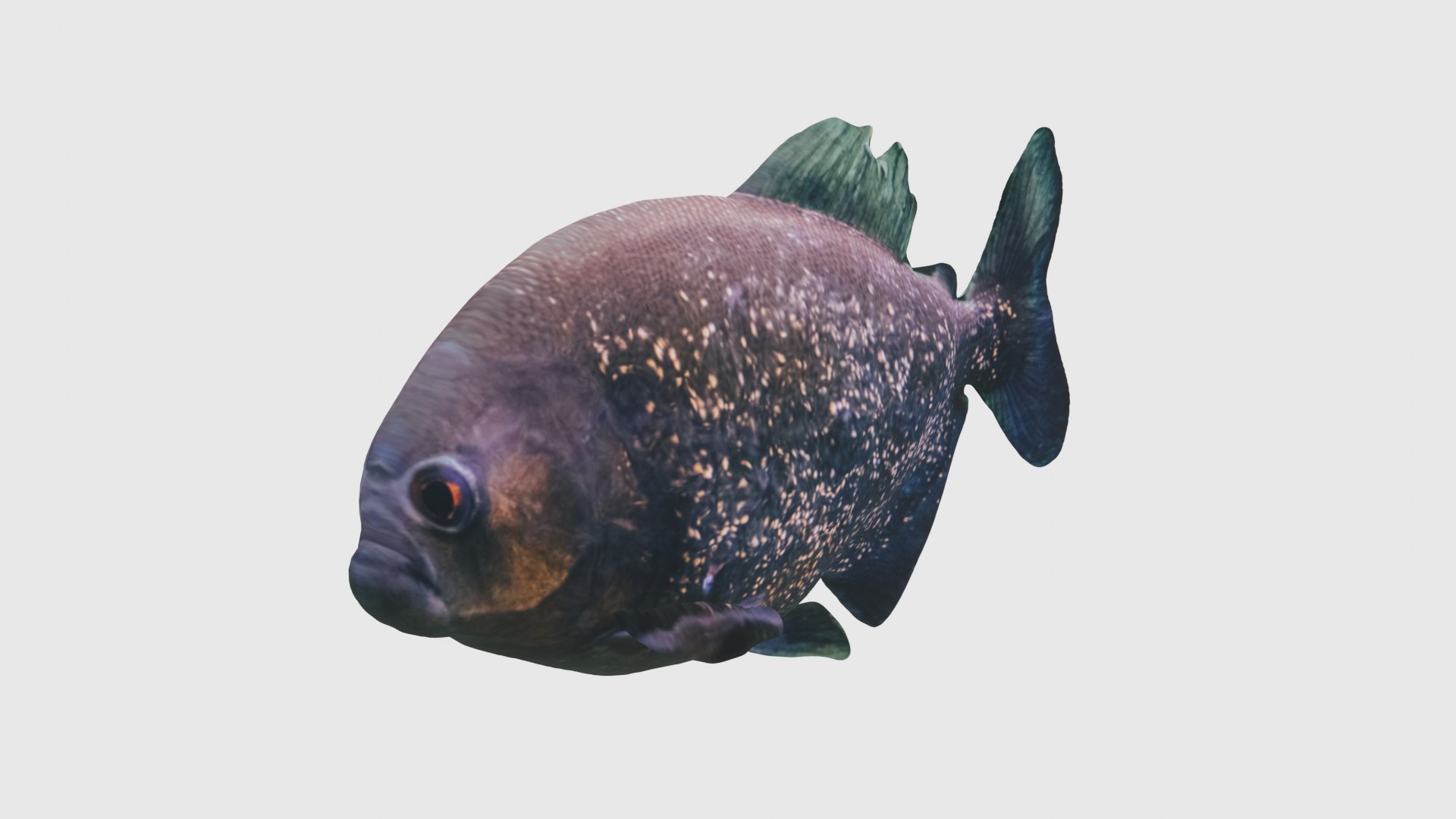 Low Poly Piranha Rigged With Realistic Texture Model - TurboSquid 1876076