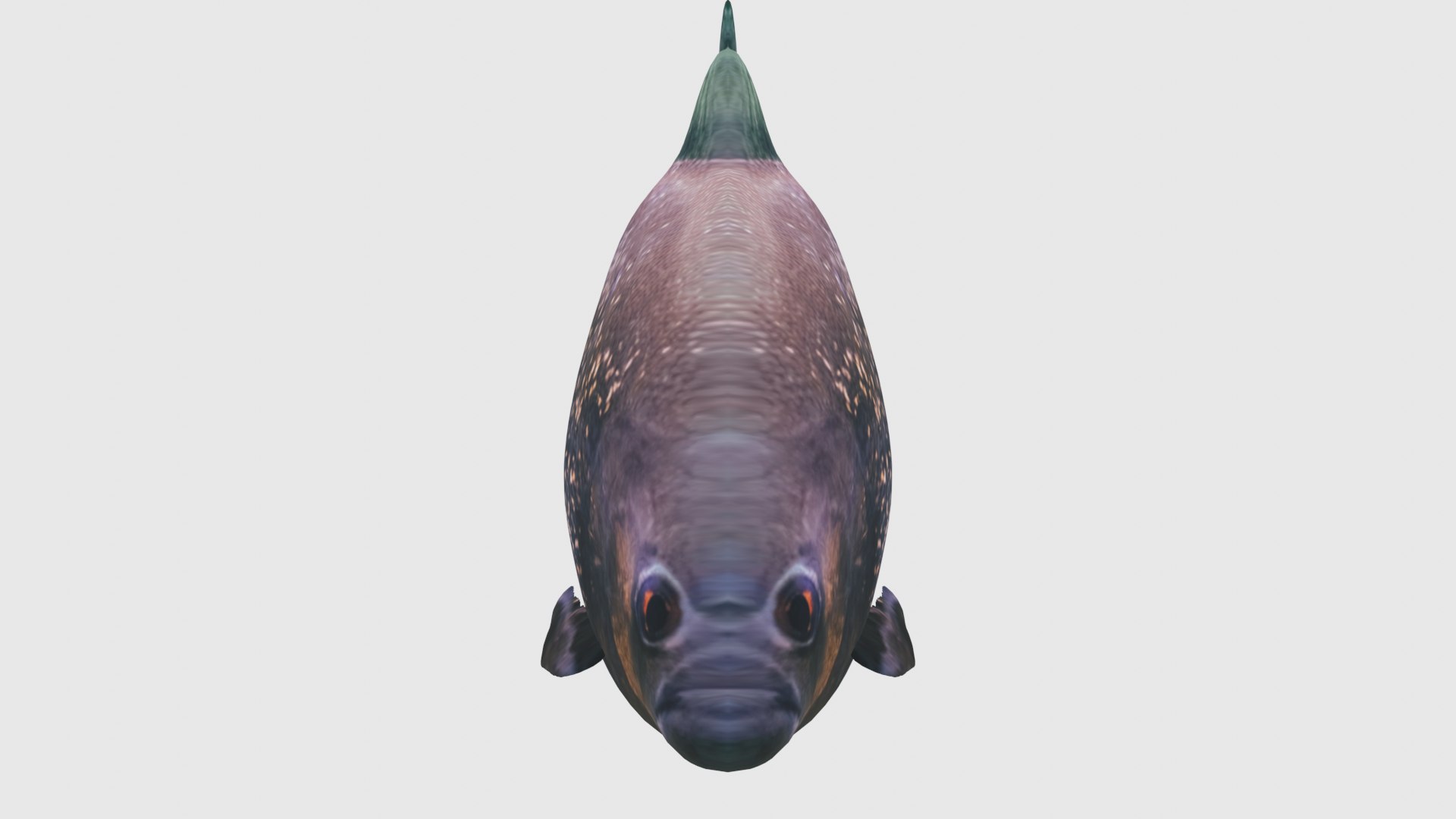 Low Poly Piranha Rigged With Realistic Texture Model - TurboSquid 1876076