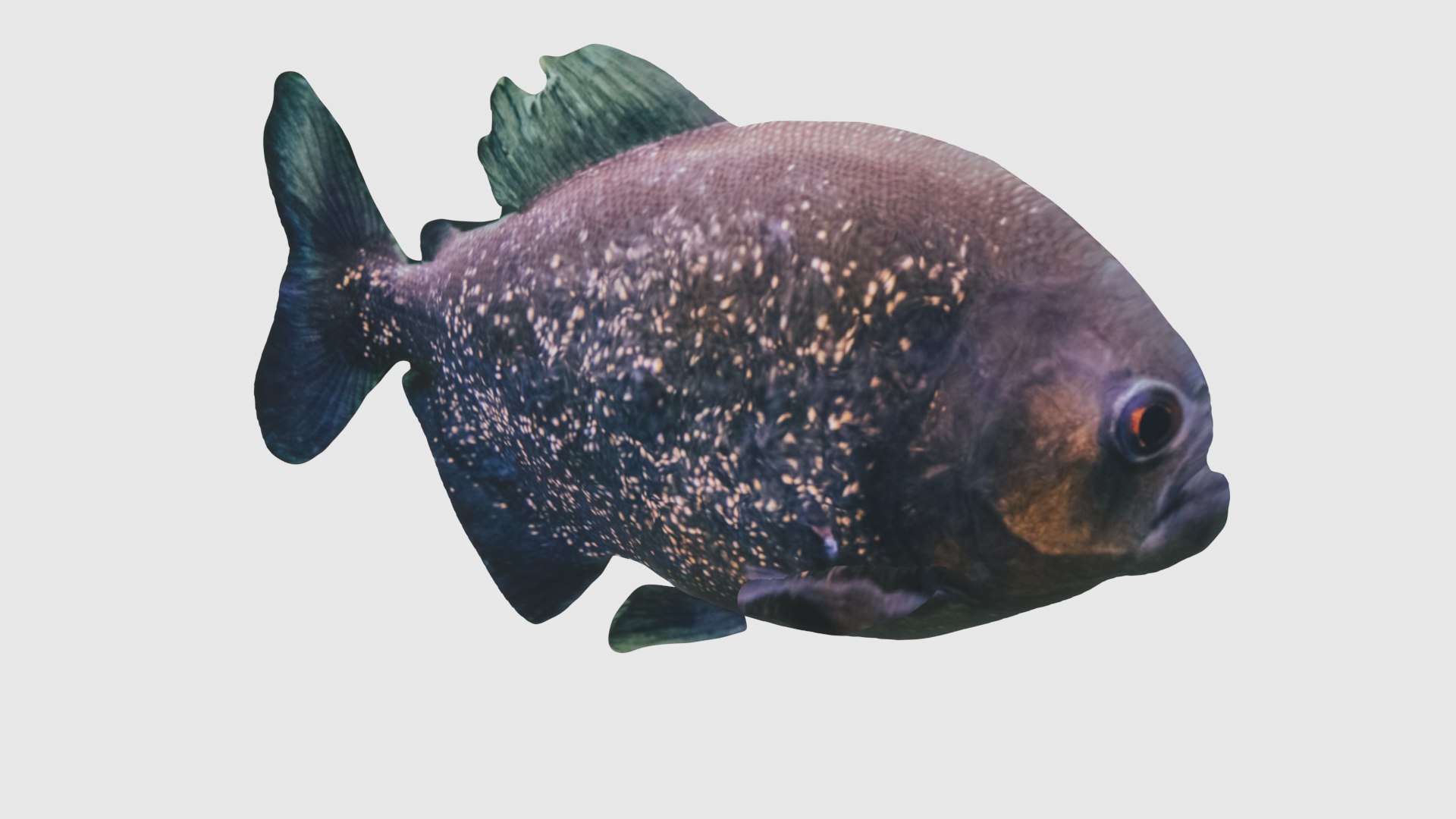 Low Poly Piranha Rigged With Realistic Texture Model - TurboSquid 1876076