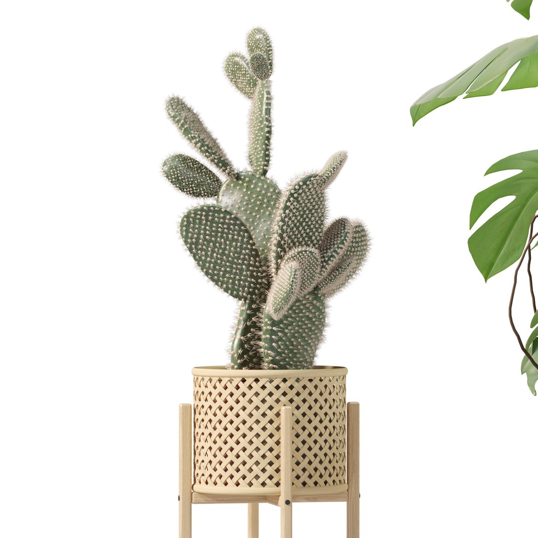 Plants Collection 211 - Monstera Strelitzia Cactus Meranta Model ...