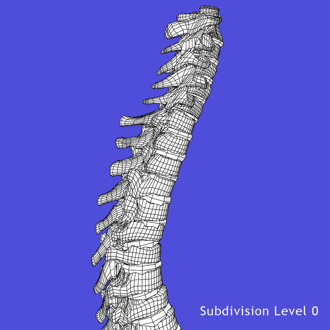 Maya Spine Skeleton