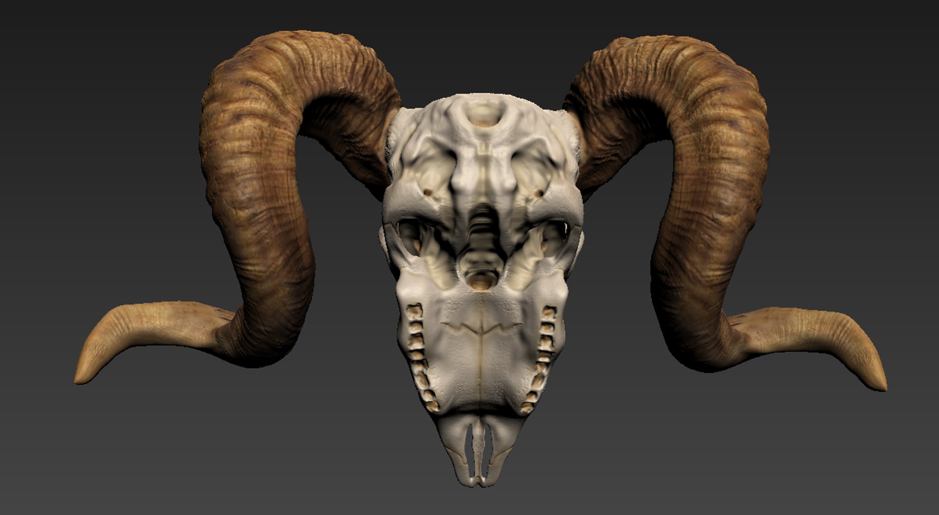 Ram Skull 3d Obj