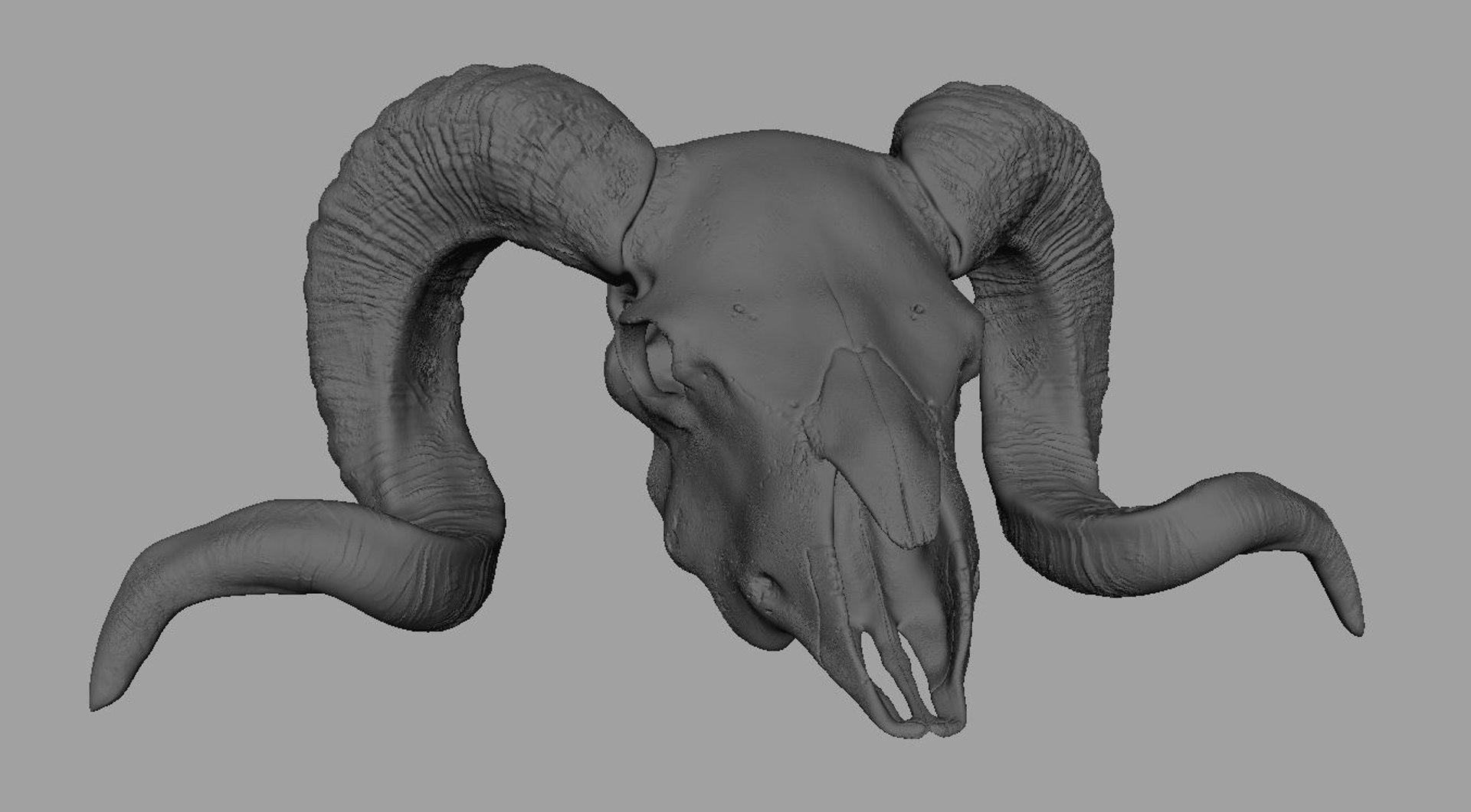Ram Skull 3d Obj