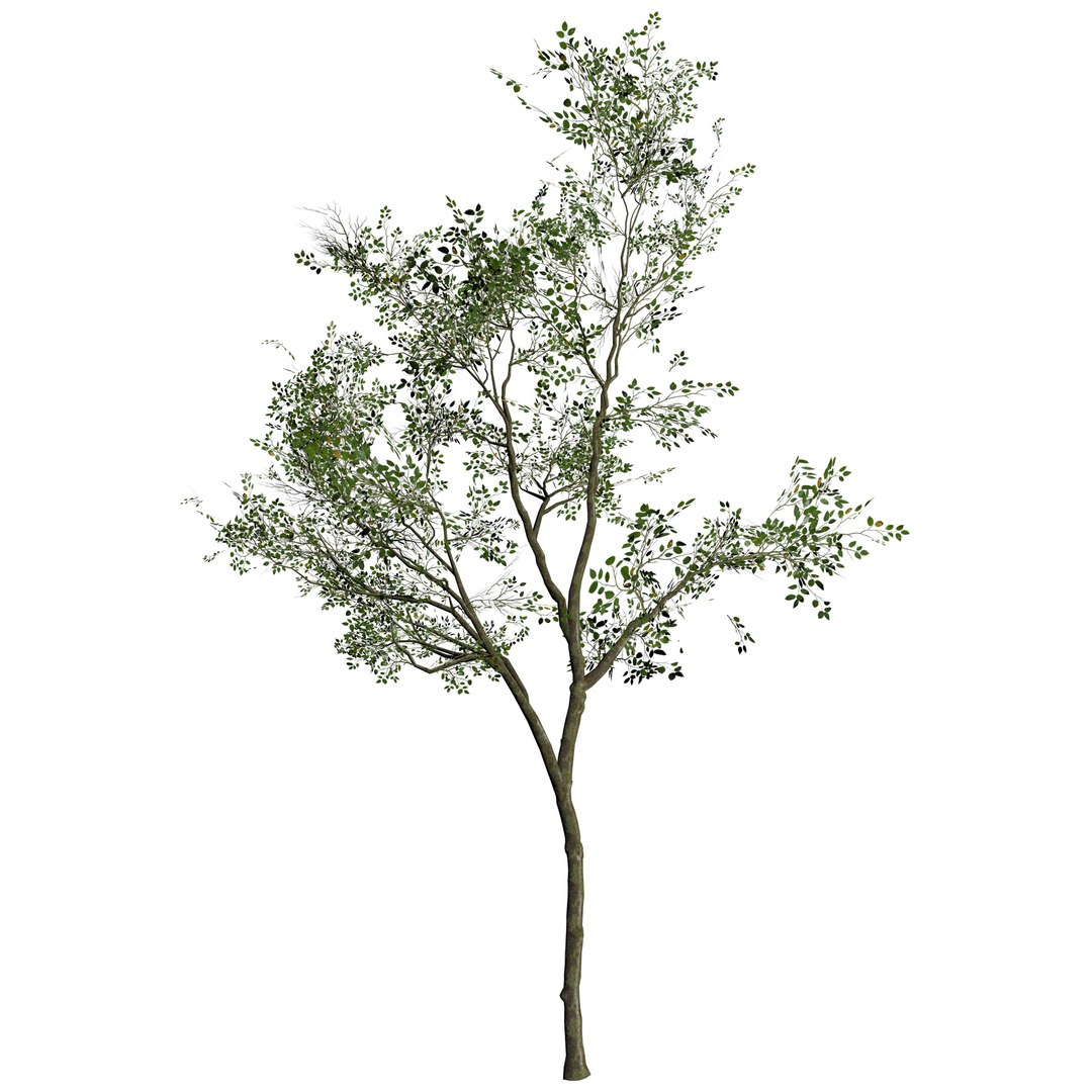 Low Poly Silver Birch Tree Tree 3D Model 3D Model - TurboSquid 2119824