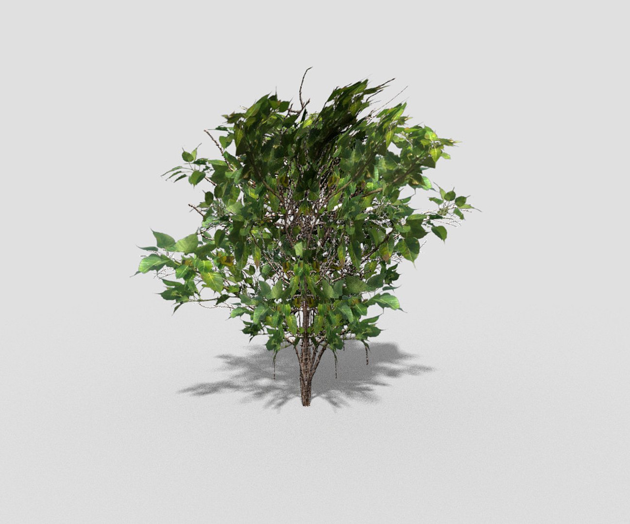 3d Shrub Games Model