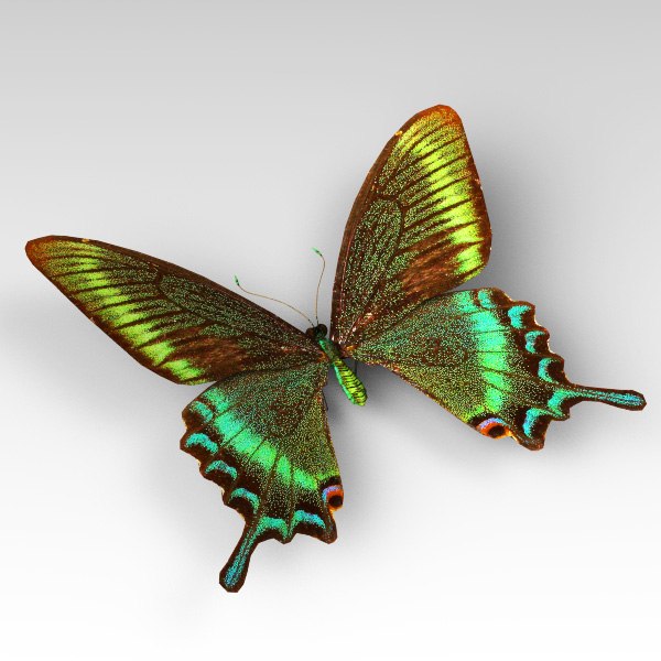 3d model butterfly butt