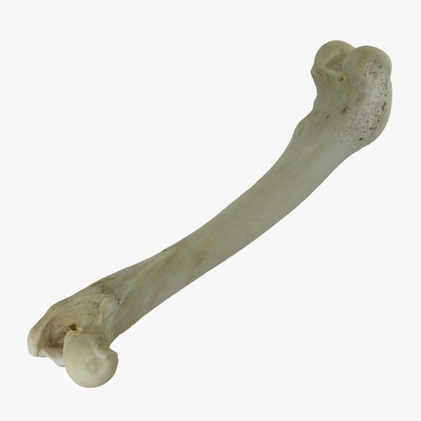 3D dog thigh bone femur - TurboSquid 1534865