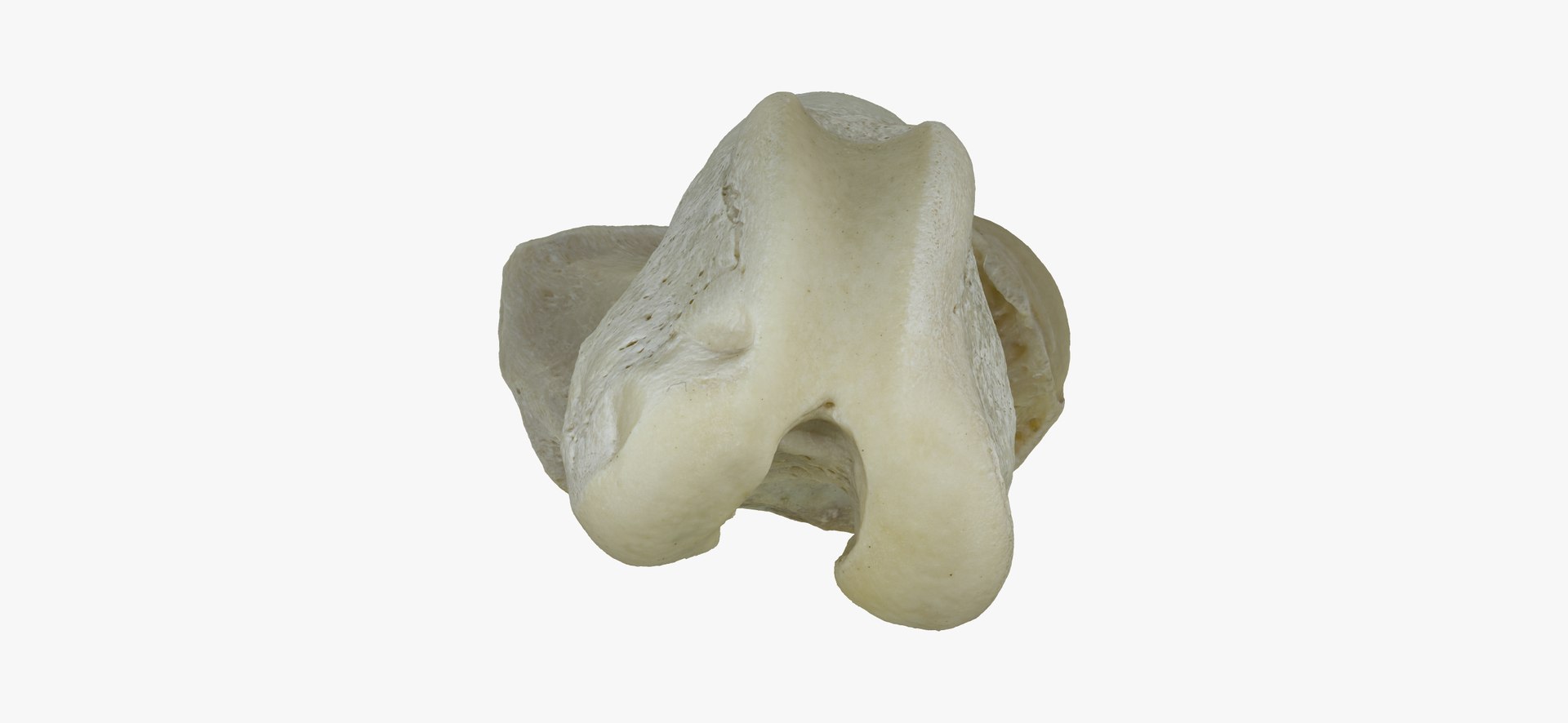 3D Dog Thigh Bone Femur - TurboSquid 1534865