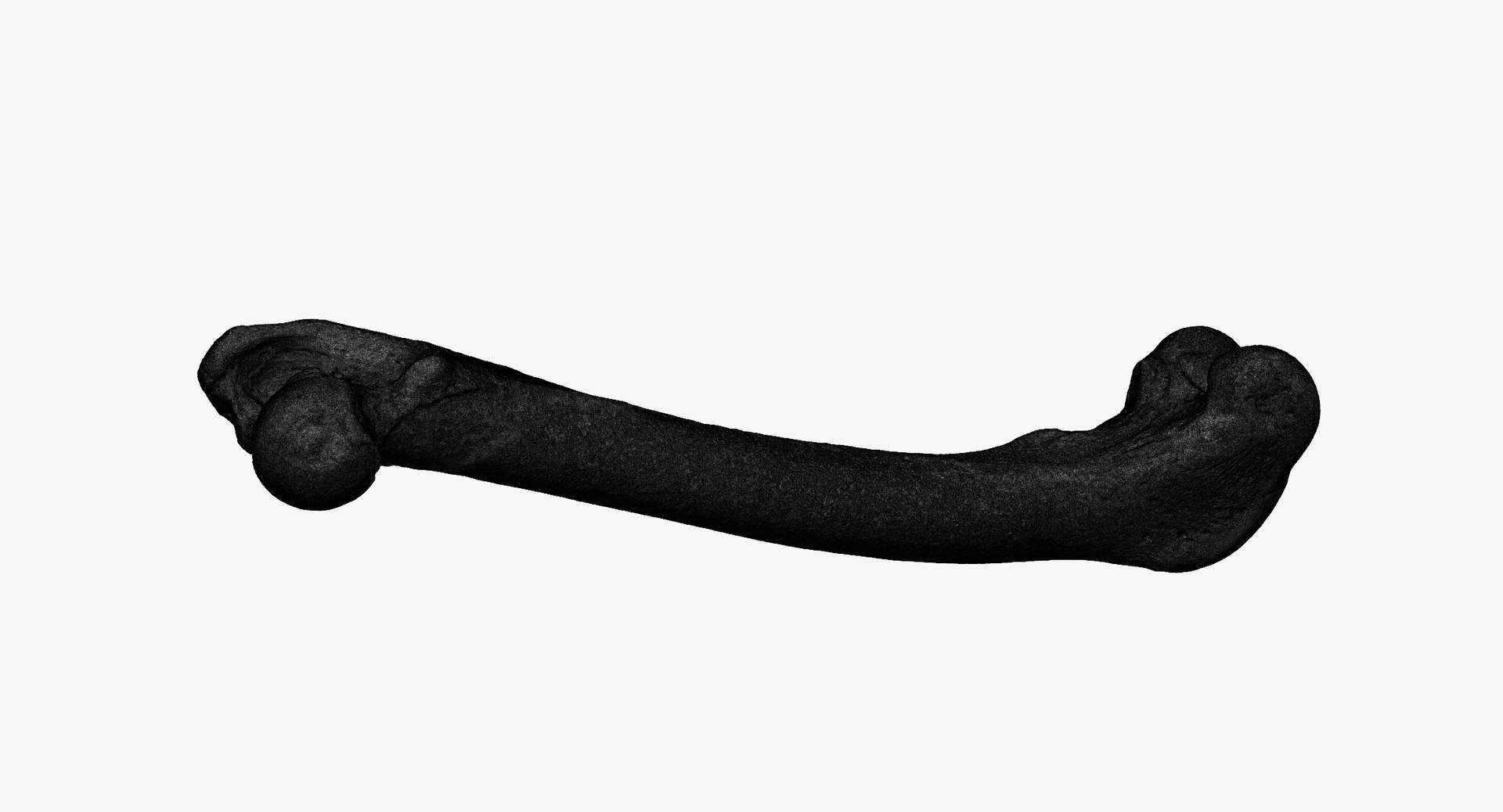 3D Dog Thigh Bone Femur - TurboSquid 1534865