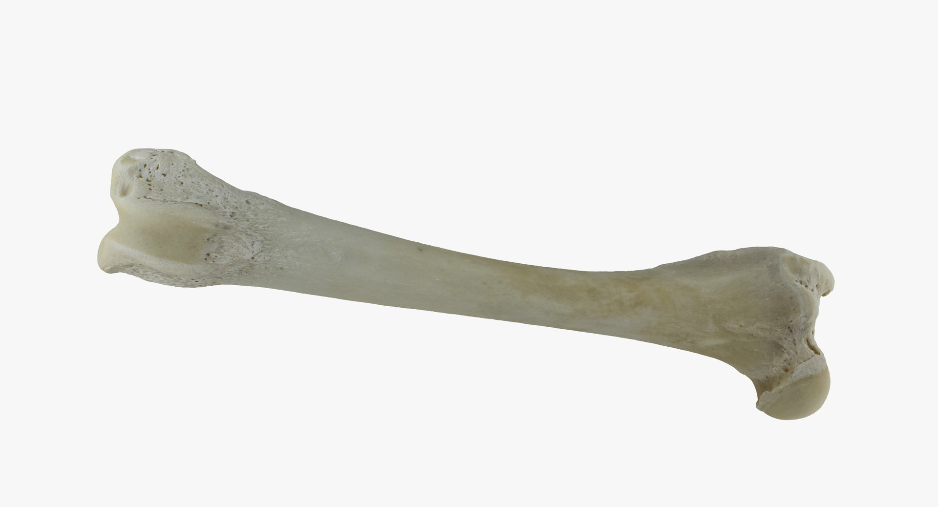 3D Dog Thigh Bone Femur - TurboSquid 1534865