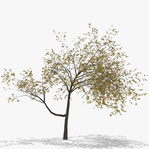 Plum Tree 3D Models for Download | TurboSquid
