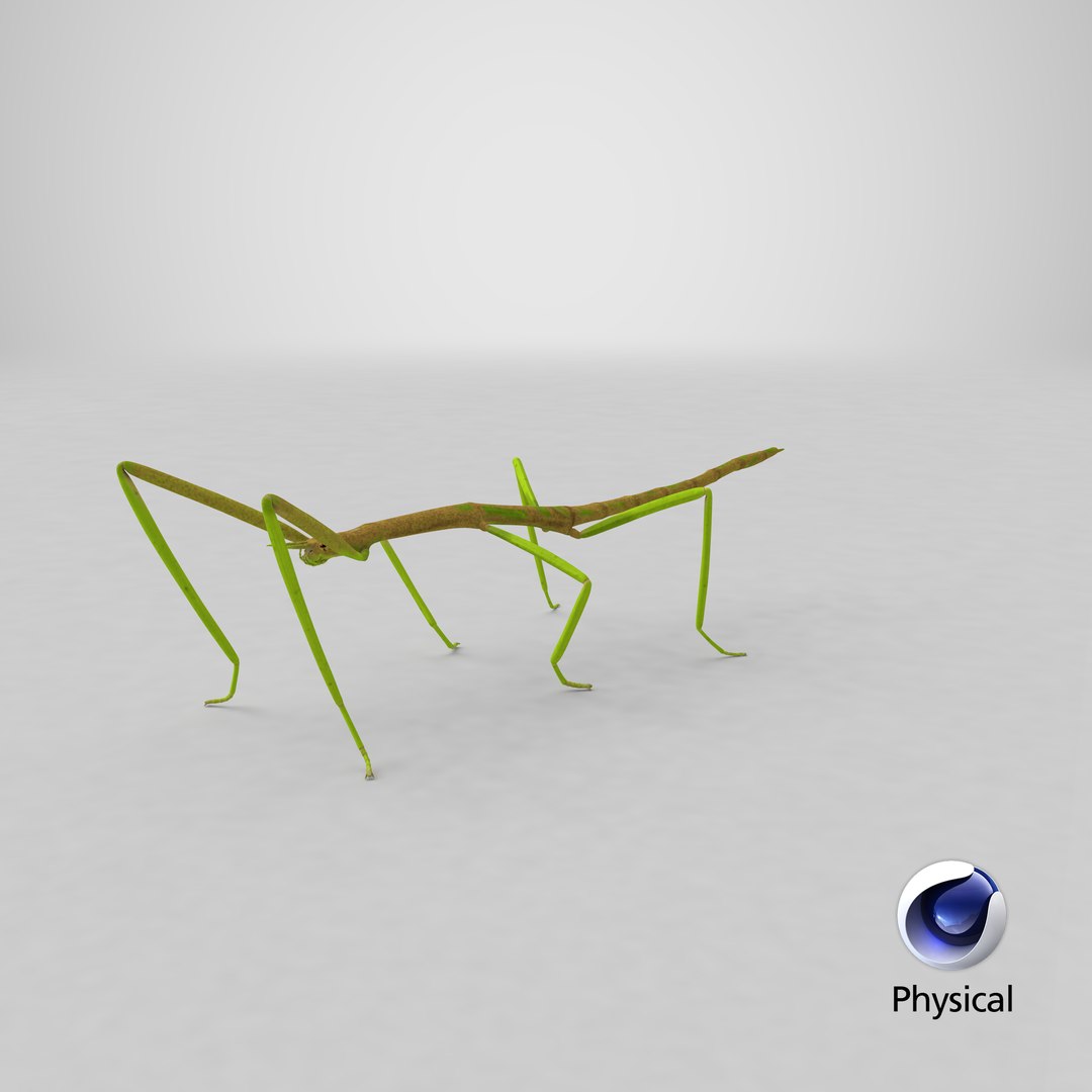 Phasmatodea Stick Insect 3D Model - TurboSquid 1469605