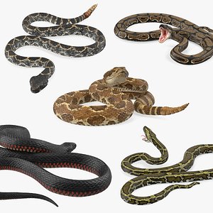 3D rigged snakes 3 model - TurboSquid 1513214