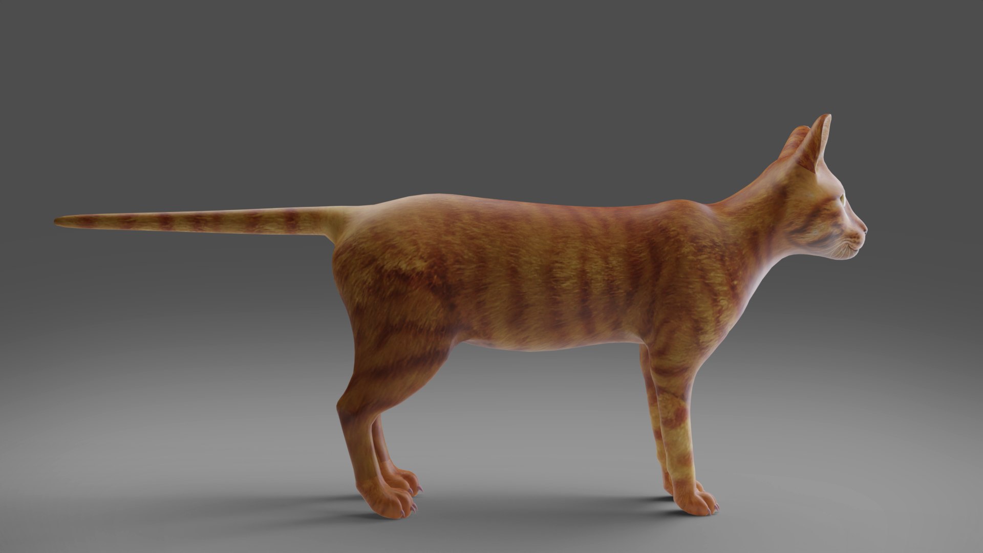 Cat Yellow V3 Rigged And Animated Model - TurboSquid 1982453