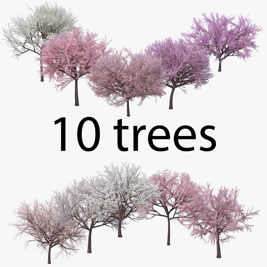 3D Model Sakura Cherry Pack 03 - TurboSquid 1398158