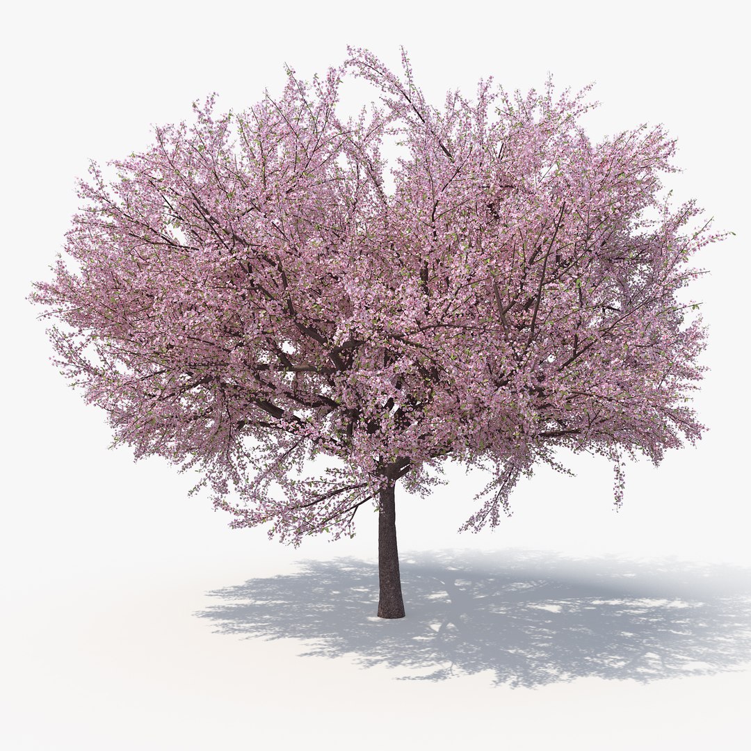 3D Model Sakura Cherry Pack 03 - TurboSquid 1398158