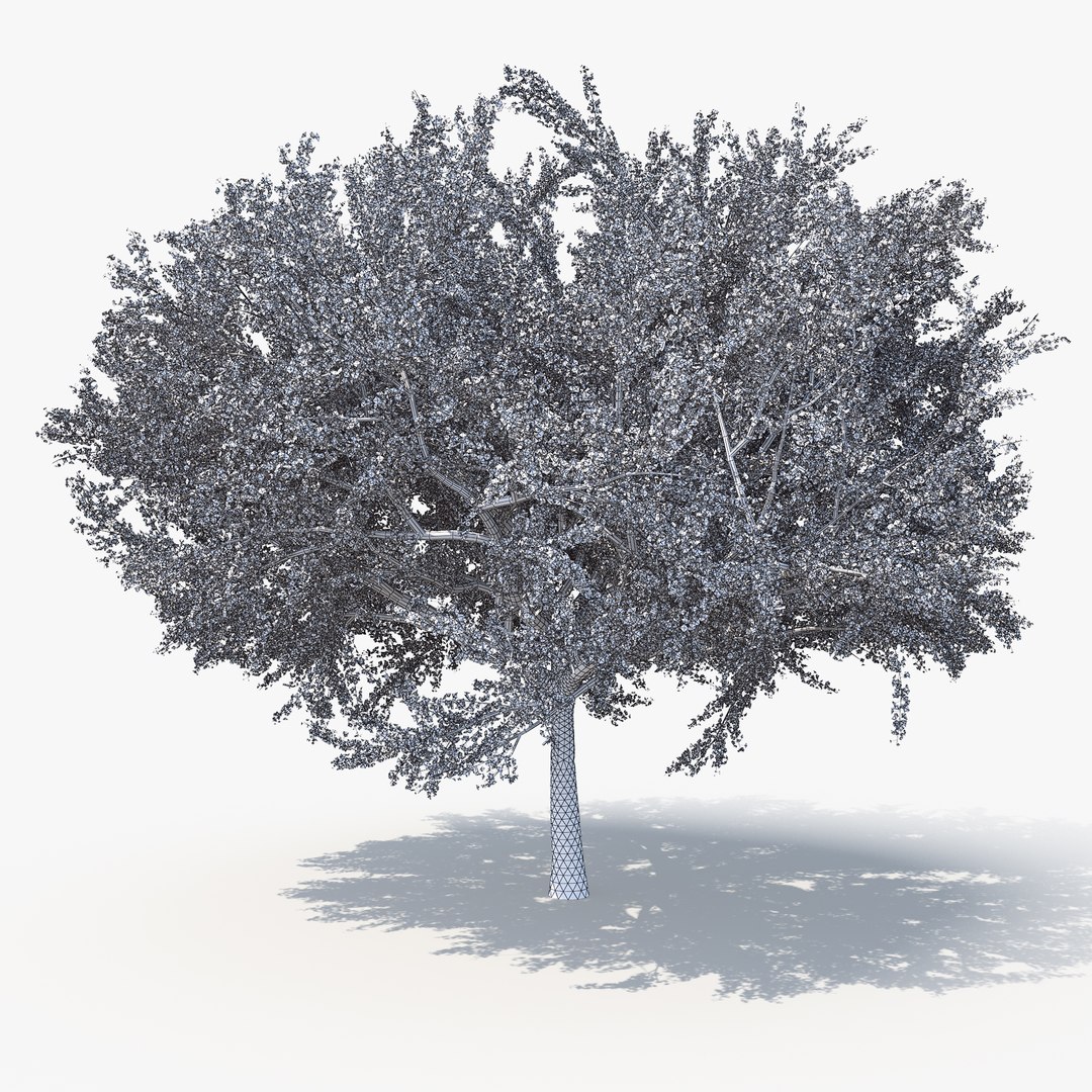 3D Model Sakura Cherry Pack 03 - TurboSquid 1398158