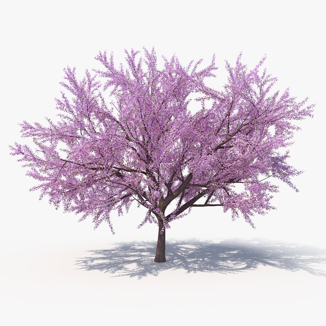 3D Model Sakura Cherry Pack 03 - TurboSquid 1398158