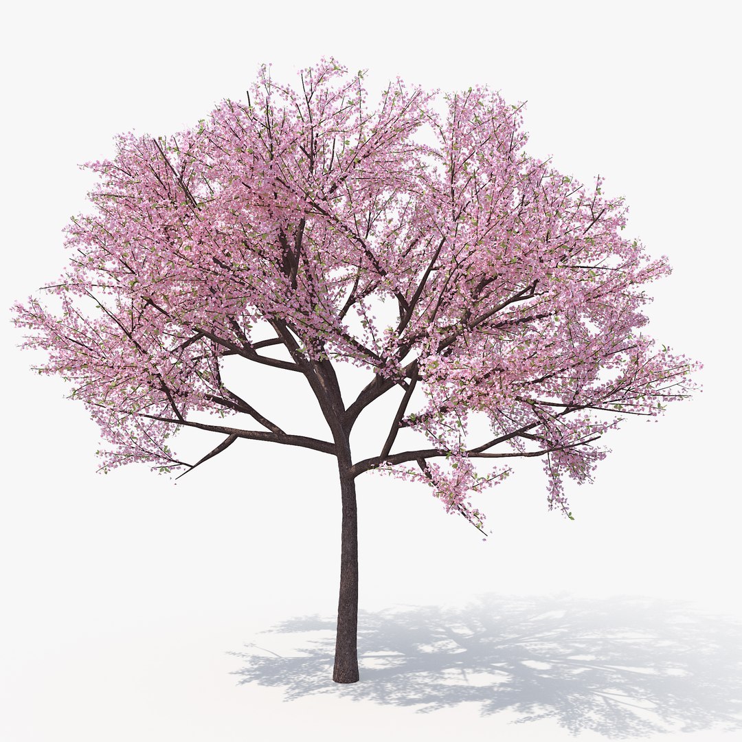 3D Model Sakura Cherry Pack 03 - TurboSquid 1398158