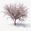 3D Model Sakura Cherry Pack 03 - TurboSquid 1398158