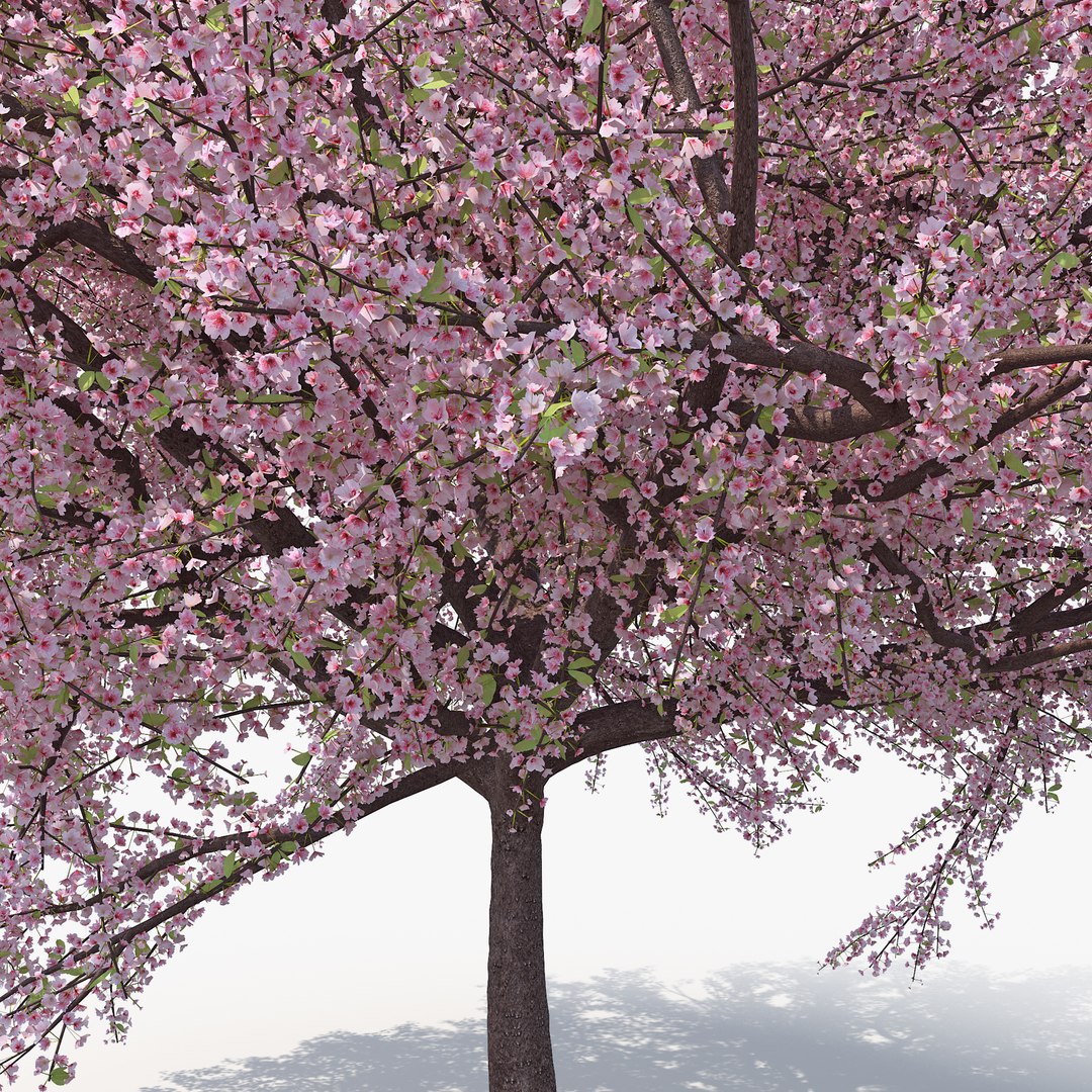 3D Model Sakura Cherry Pack 03 - TurboSquid 1398158
